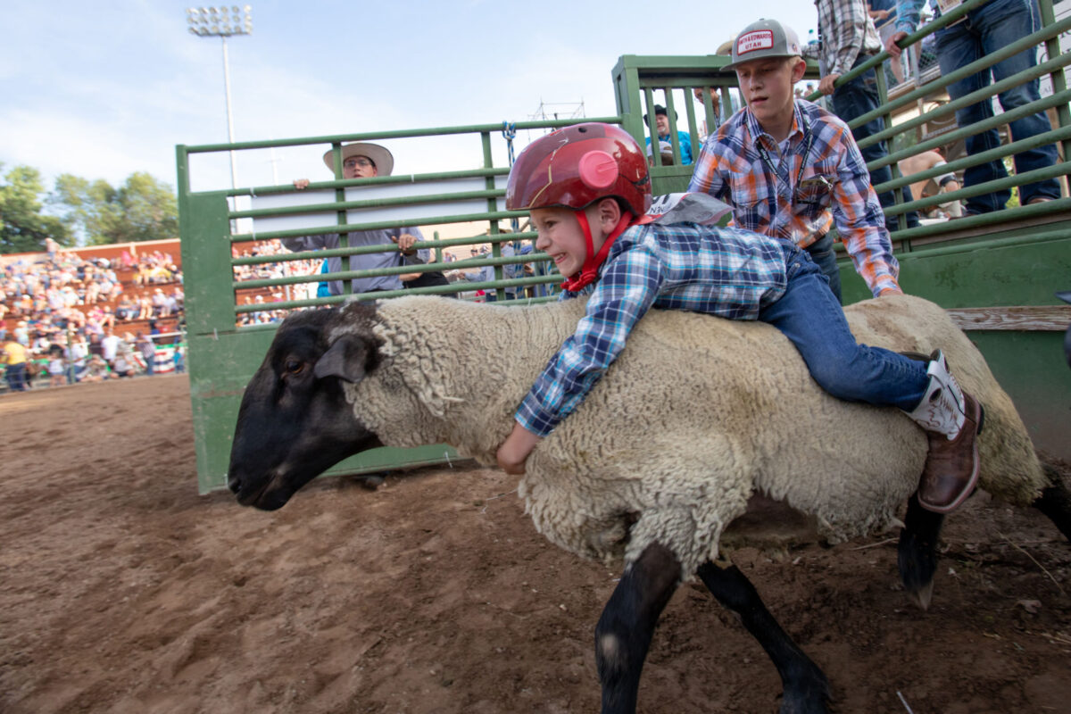 Kids learn to take risks at Ogden Pioneer Days rodeo’s mutton bustin ...
